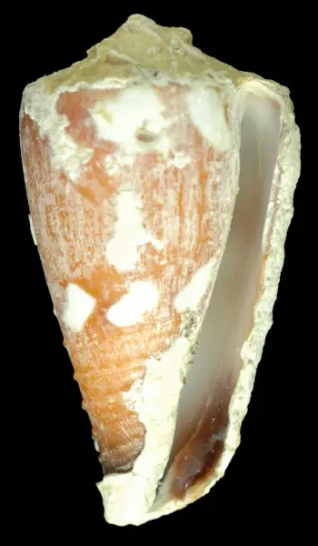 Conus litoglyphus - факти, дієта, ареал і фотографії на Animalia.bio