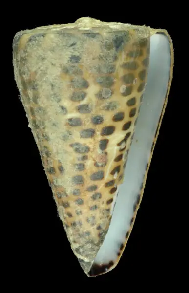 Conus litteratus - Facts, Diet, Habitat & Pictures on Animalia.bio