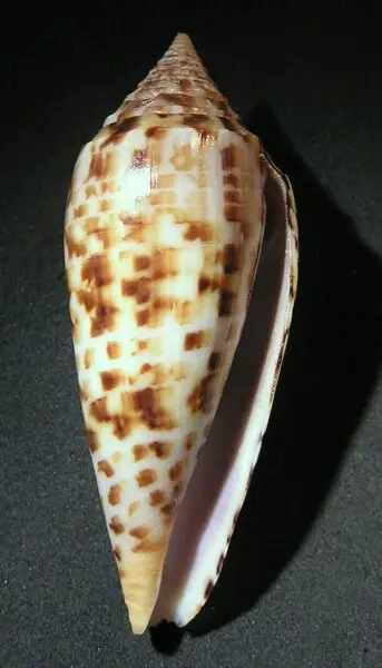 Conus lynceus - Facts, Diet, Habitat & Pictures on Animalia.bio