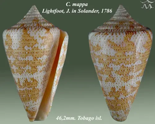 Conus mappa - факти, дієта, ареал і фотографії на Animalia.bio