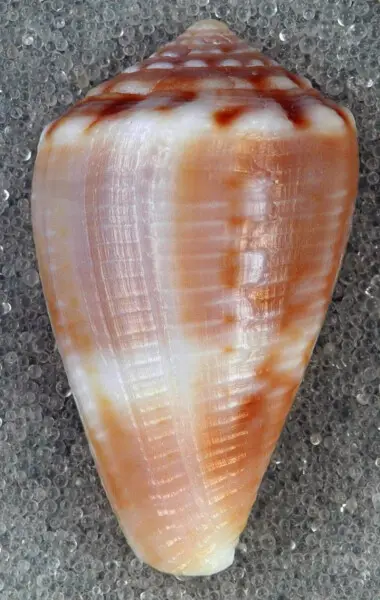 Conus mus - факти, дієта, ареал і фотографії на Animalia.bio