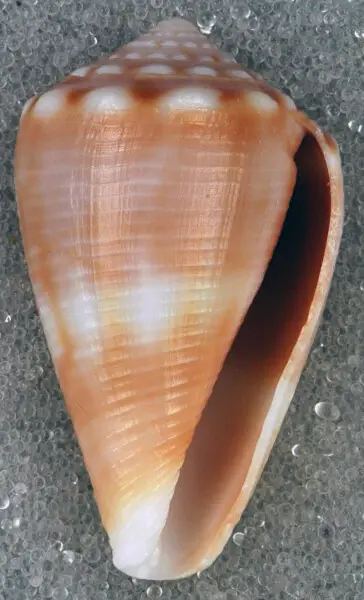 Conus mus - Facts, Diet, Habitat & Pictures on Animalia.bio