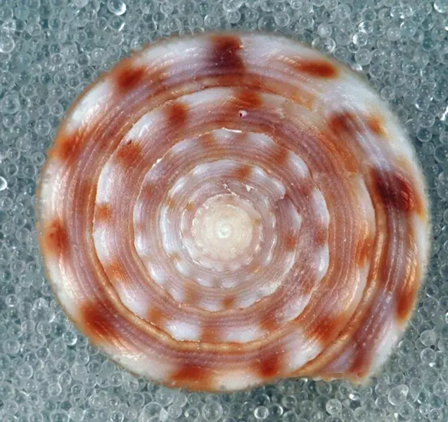 Conus mus - факти, дієта, ареал і фотографії на Animalia.bio