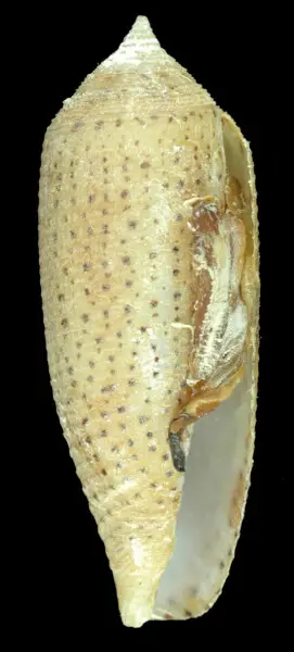 Conus nussatella - факти, дієта, ареал і фотографії на Animalia.bio