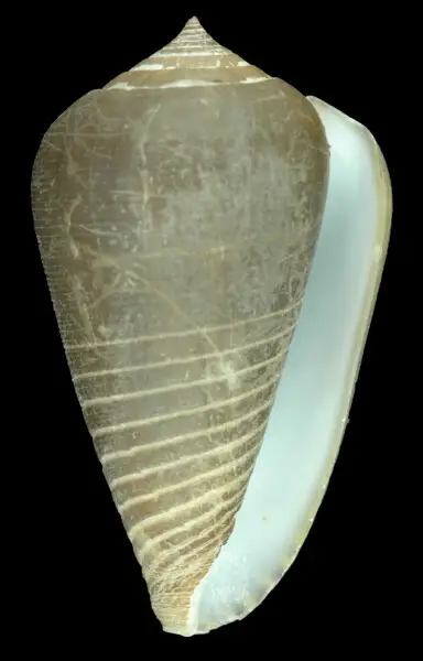 Conus parius - факти, дієта, ареал і фотографії на Animalia.bio