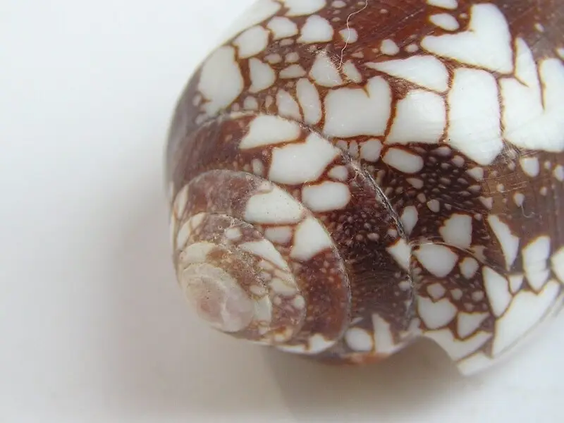 Conus pennaceus - факти, дієта, ареал і фотографії на Animalia.bio