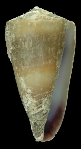 Conus planorbis - Facts, Diet, Habitat & Pictures on Animalia.bio