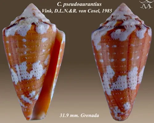 Conus pseudaurantius - факти, дієта, ареал і фотографії на Animalia.bio