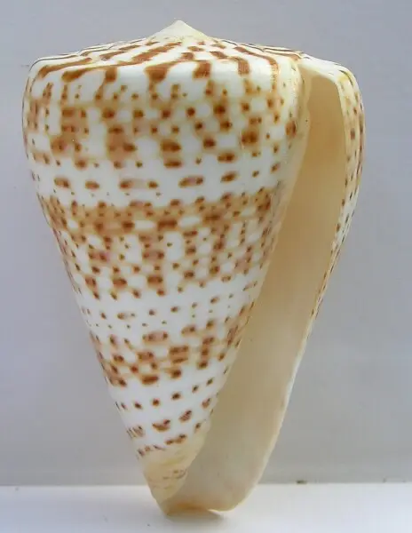 Conus pulcher - Facts, Diet, Habitat & Pictures on Animalia.bio