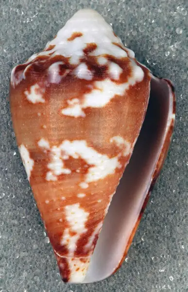 Conus regius - Facts, Diet, Habitat & Pictures on Animalia.bio