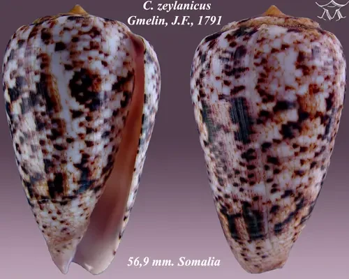 Conus zeylanicus - факти, дієта, ареал і фотографії на Animalia.bio