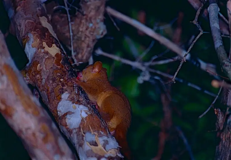 Mirza coquereli - факти, дієта, ареал і фотографії на Animalia.bio