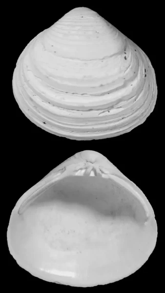 Corbicula fluminalis - факти, дієта, ареал і фотографії на Animalia.bio