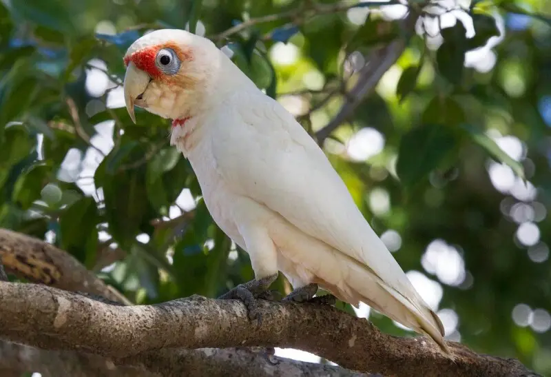Long-billed corella - Facts, Diet, Habitat & Pictures on Animalia.bio