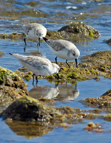 Sanderling - Facts, Diet, Habitat & Pictures on Animalia.bio