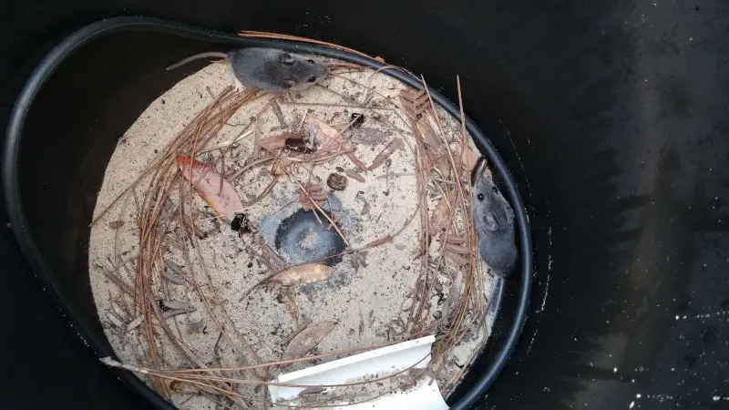 Cotton Mouse - Facts, Diet, Habitat & Pictures on Animalia.bio