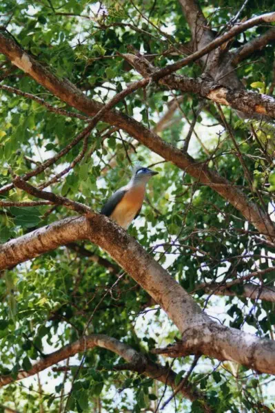 Crested coua - Facts, Diet, Habitat & Pictures on Animalia.bio