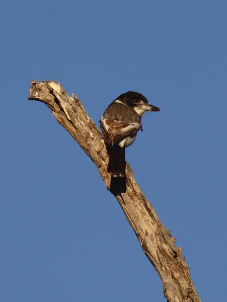 Grey butcherbird - Facts, Diet, Habitat & Pictures on Animalia.bio