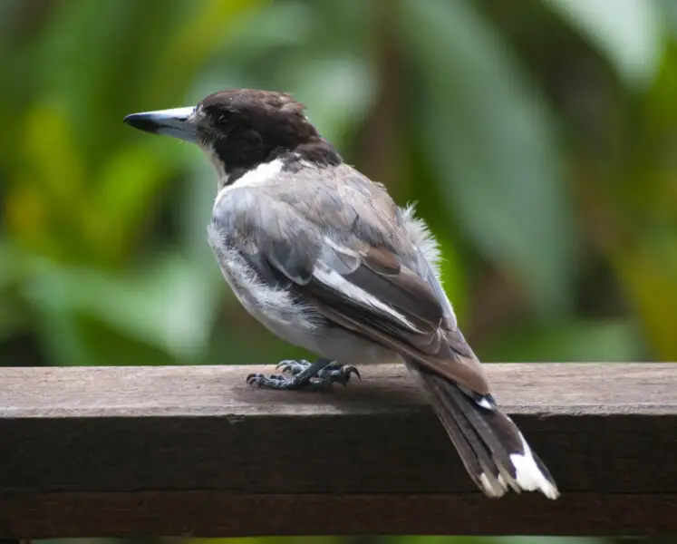 Grey butcherbird - Facts, Diet, Habitat & Pictures on Animalia.bio