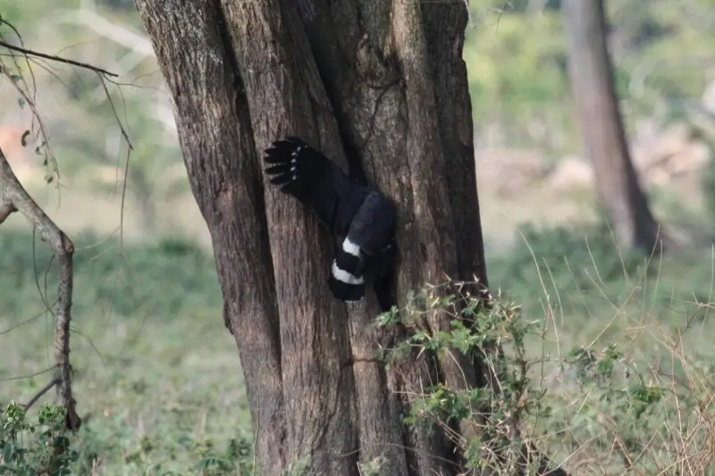 Geranospiza caerulescens - факти, дієта, ареал і фотографії на Animalia.bio