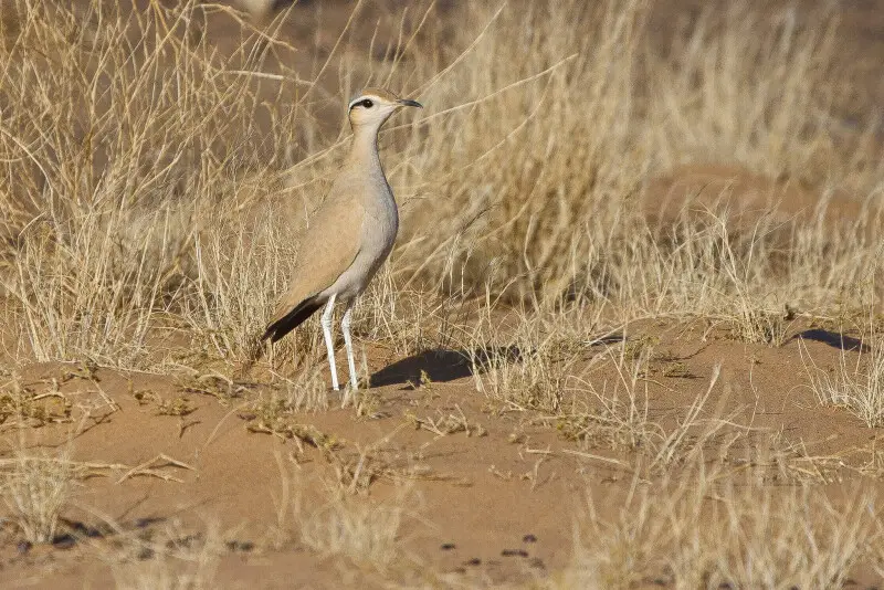 Cream-colored courser - Facts, Diet, Habitat & Pictures on Animalia.bio