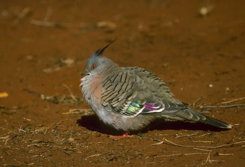 Crested pigeon - Facts, Diet, Habitat & Pictures on Animalia.bio