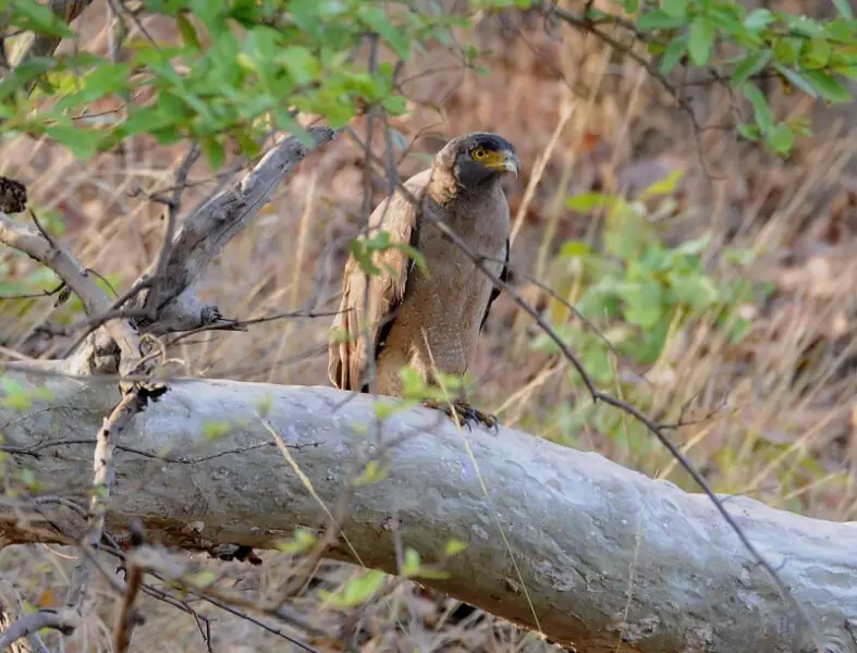 Crested serpent eagle - Facts, Diet, Habitat & Pictures on Animalia.bio