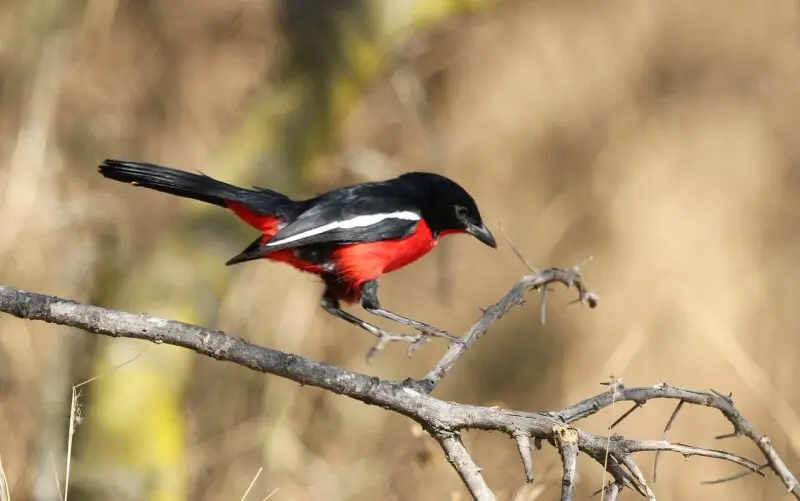 Crimson-breasted shrike - Facts, Diet, Habitat & Pictures on Animalia.bio