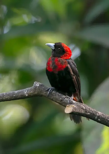 Crimson-collared tanager - Facts, Diet, Habitat & Pictures on Animalia.bio