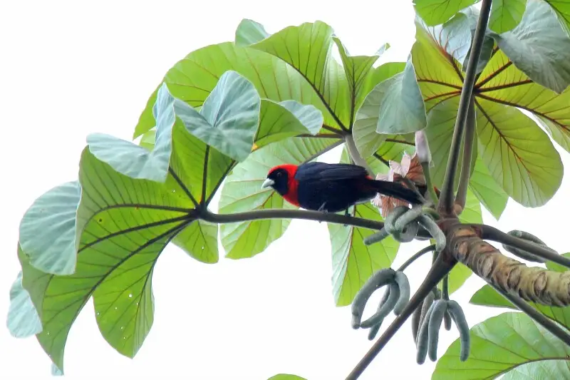 Crimson-collared tanager - Facts, Diet, Habitat & Pictures on Animalia.bio