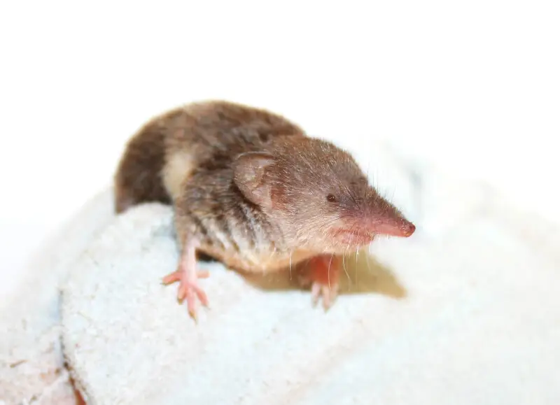 Lesser white-toothed shrew - Facts, Diet, Habitat & Pictures on ...
