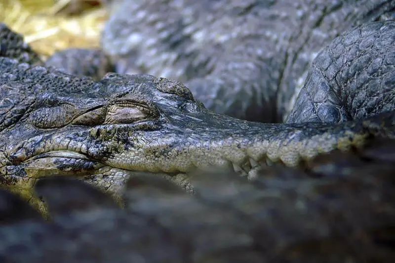 West African slender-snouted crocodile - Facts, Diet, Habitat ...