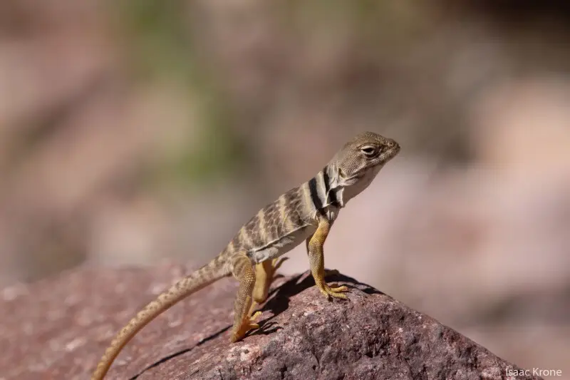 Sonoran collared lizard - Facts, Diet, Habitat & Pictures on Animalia.bio