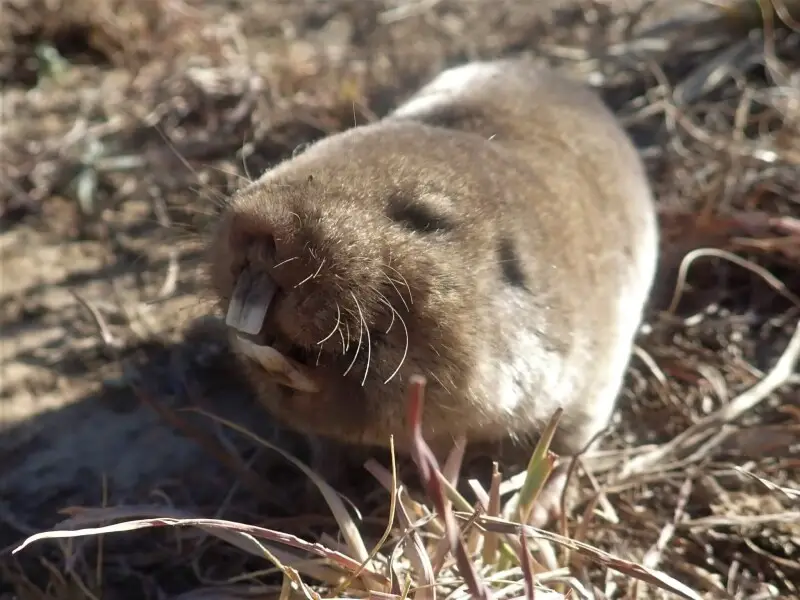 Common mole-rat - Facts, Diet, Habitat & Pictures on Animalia.bio