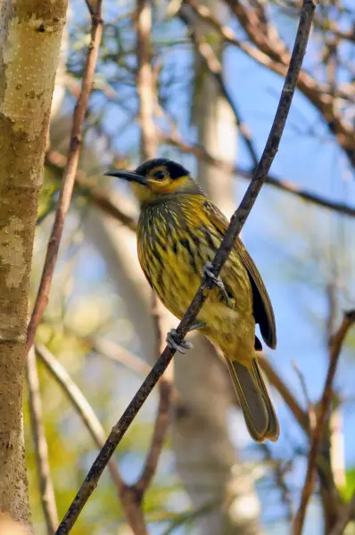 Macleay's honeyeater - Facts, Diet, Habitat & Pictures on Animalia.bio