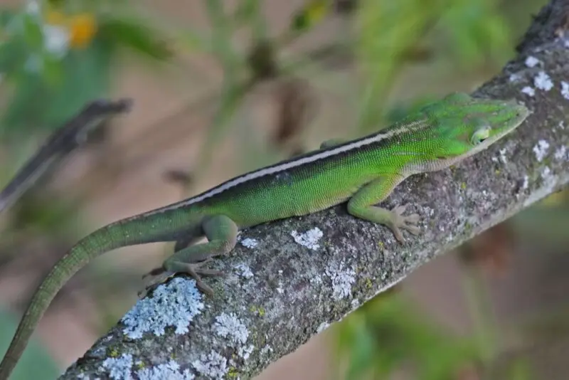 Cuban green anole - Facts, Diet, Habitat & Pictures on Animalia.bio