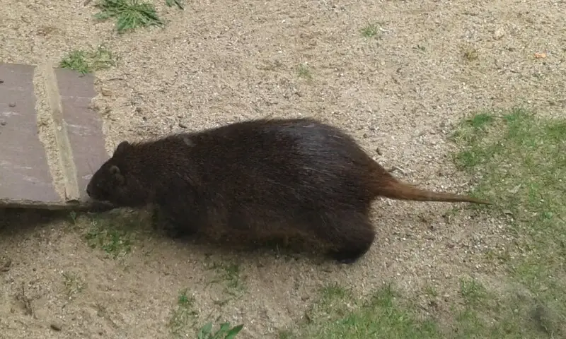 Desmarest's hutia - Facts, Diet, Habitat & Pictures on Animalia.bio