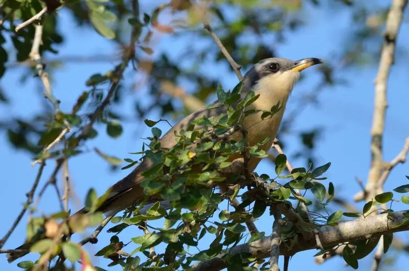 Mangrove cuckoo - Facts, Diet, Habitat & Pictures on Animalia.bio