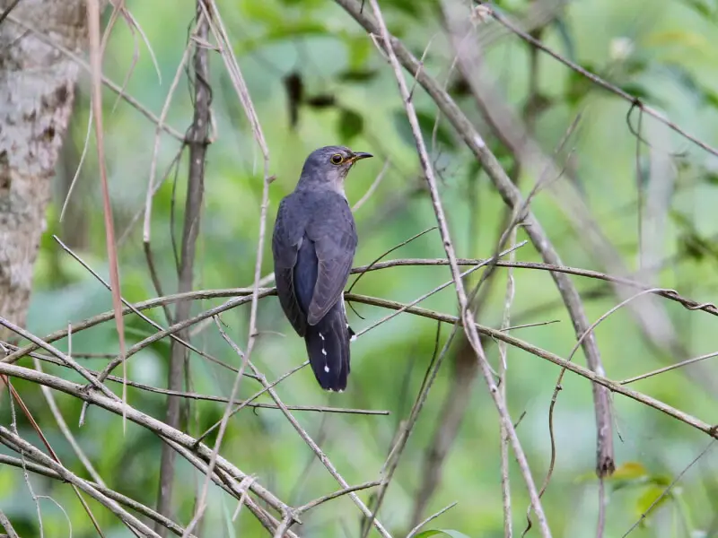 Lesser cuckoo - Facts, Diet, Habitat & Pictures on Animalia.bio
