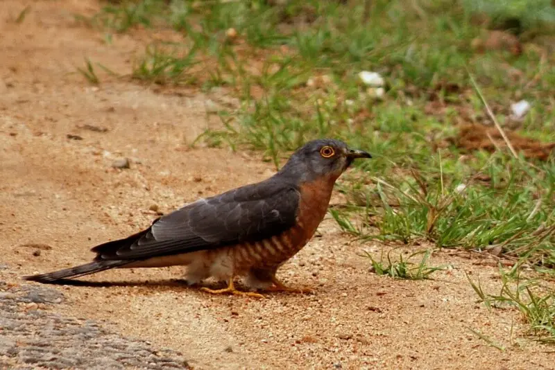 Common hawk-cuckoo - Facts, Diet, Habitat & Pictures on Animalia.bio