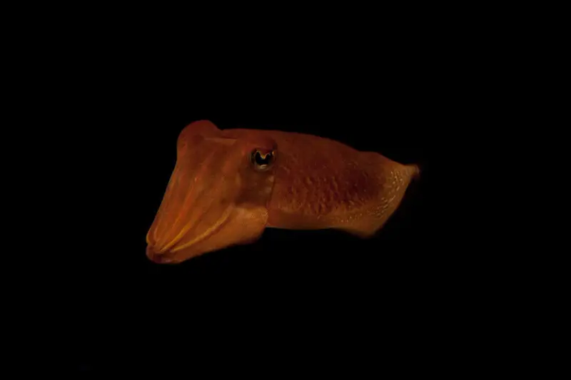 Common cuttlefish - Facts, Diet, Habitat & Pictures on Animalia.bio