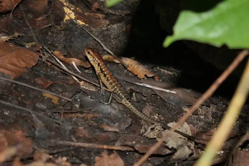 Otosaurus cumingi - факти, дієта, ареал і фотографії на Animalia.bio
