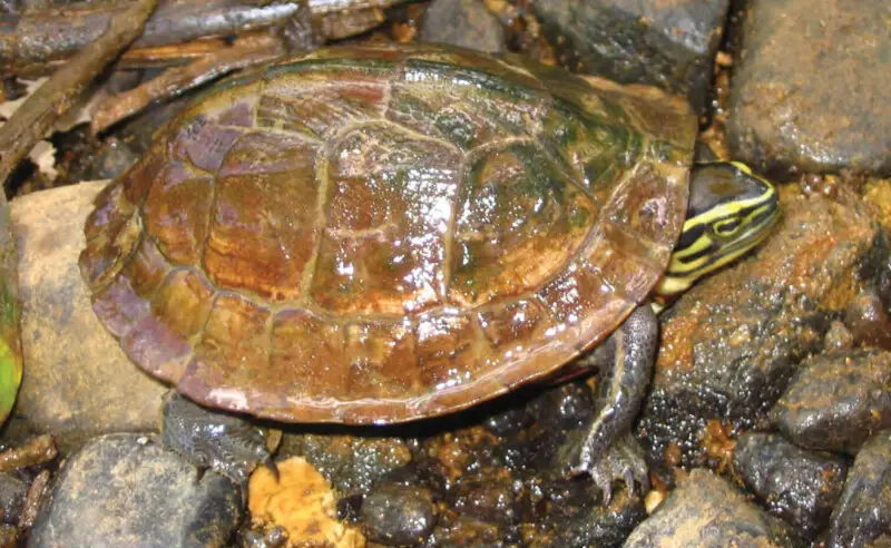 Amboina box turtle - Facts, Diet, Habitat & Pictures on Animalia.bio