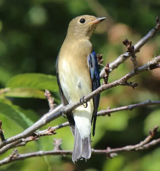 Blue-and-white flycatcher - Facts, Diet, Habitat & Pictures on Animalia.bio