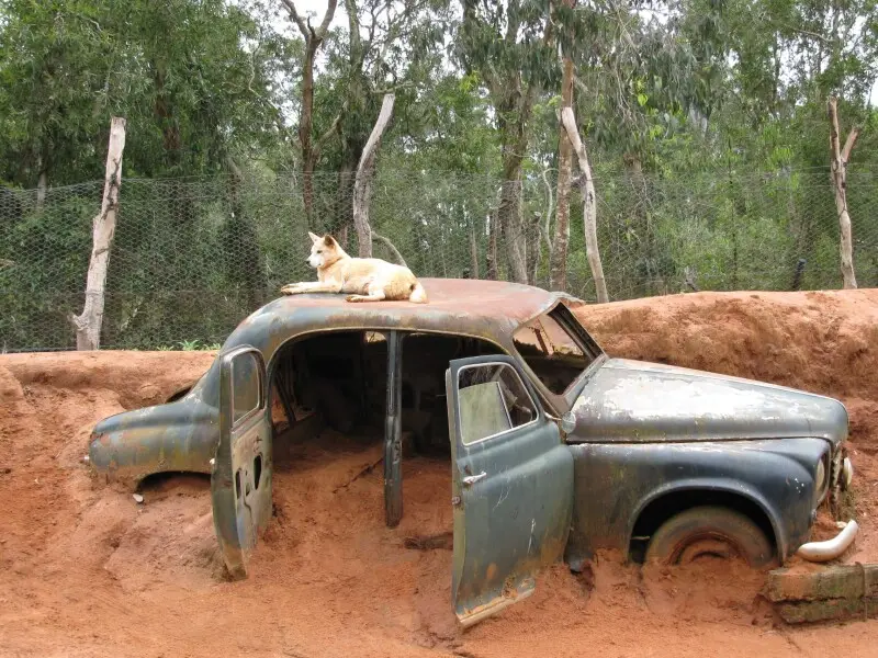 Canis lupus dingo - Facts, Diet, Habitat & Pictures on Animalia.bio