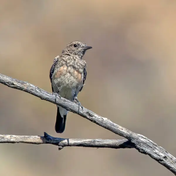 Cyprus wheatear - Facts, Diet, Habitat & Pictures on Animalia.bio