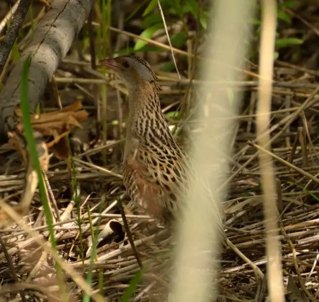 Corn crake - Facts, Diet, Habitat & Pictures on Animalia.bio