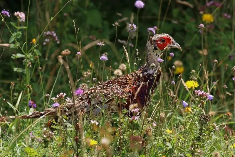 Common Pheasant - Facts, Diet, Habitat & Pictures on Animalia.bio