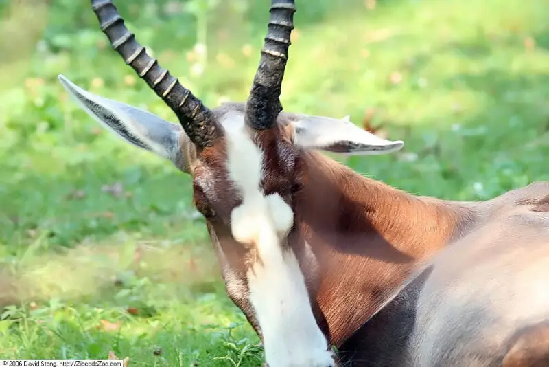 Blesbok - Facts, Diet, Habitat & Pictures on Animalia.bio