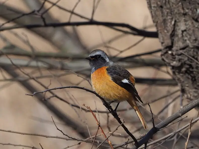 Phoenicurus auroreus - факти, дієта, ареал і фотографії на Animalia.bio